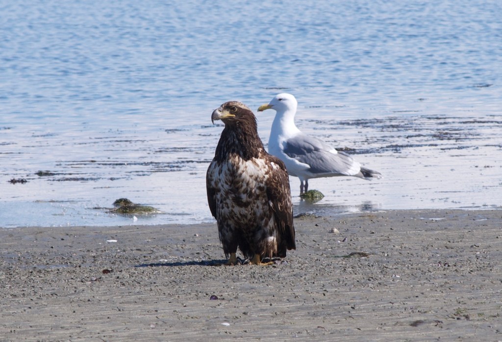 NEW LIFE – Wildly and Dangerously Free