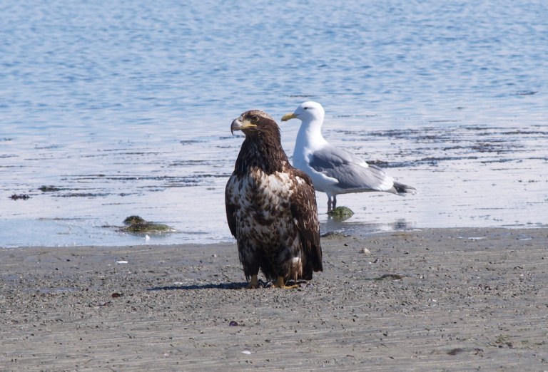 NEW LIFE – Wildly and Dangerously Free